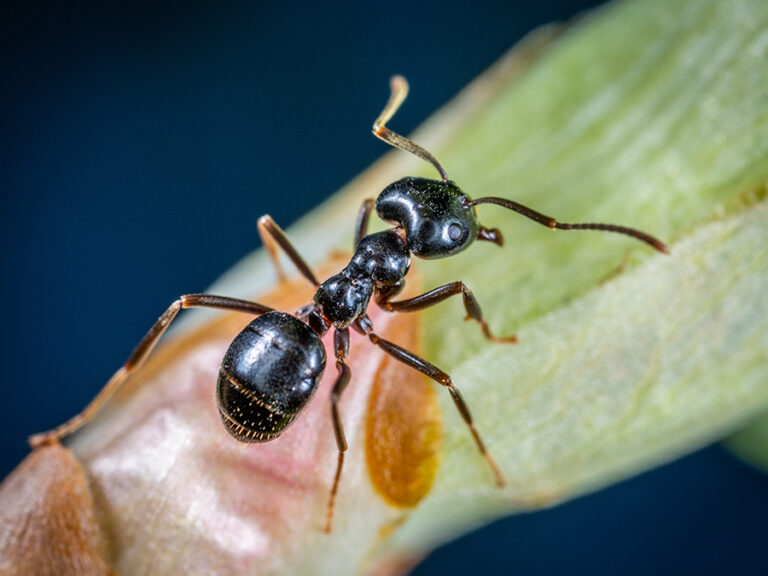 Do Carpenter Ants Eat Wood? | Killroy Pest Control