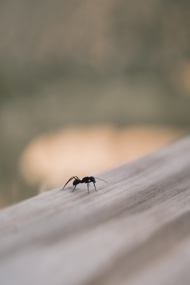 5 Fascinating Facts You Didn’t Know About Ants | Killroy Pest Control