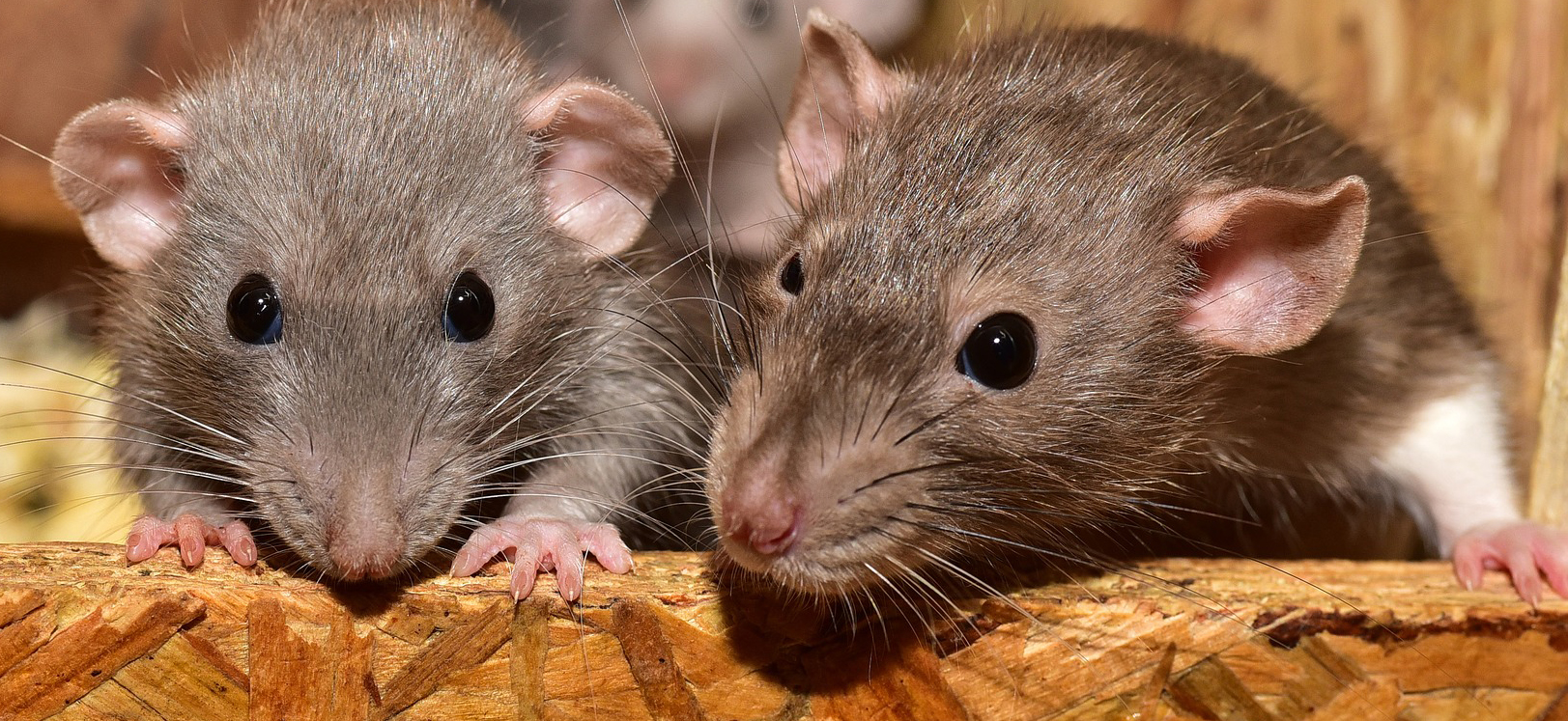 Rodent Control Services | Home and Business | Killroy Pest Control