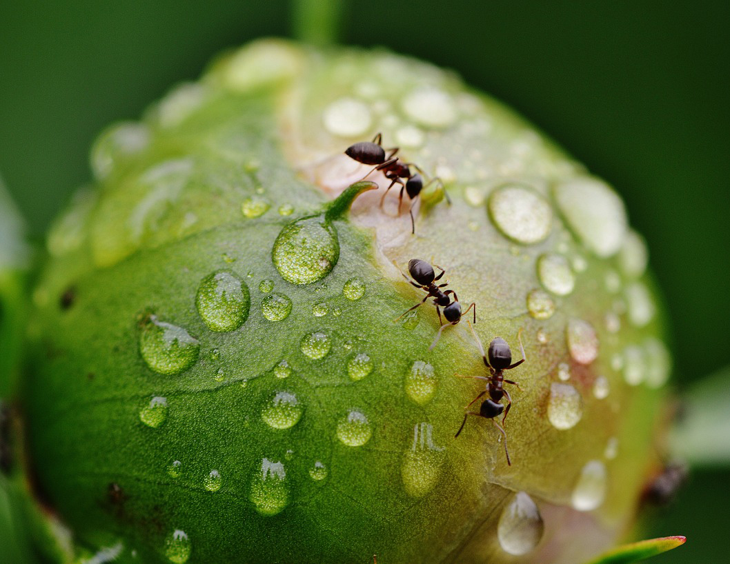 How Ants Survive the Rain | Facts about ants | Killroy Pest Control