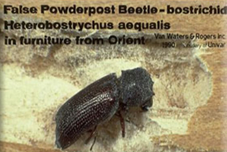 Powderpost Beetle Pest Control Services | Killroy Pest Control