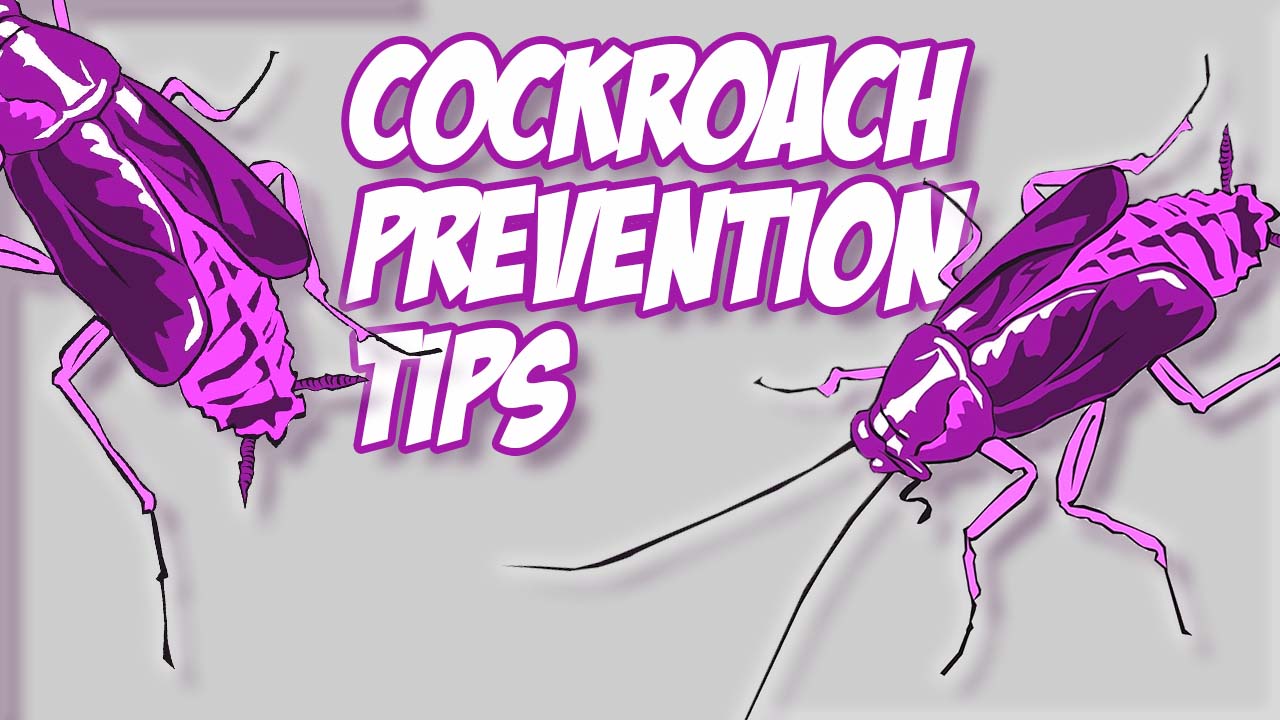 Cockroach Prevention Tips | Killroy Pest Control