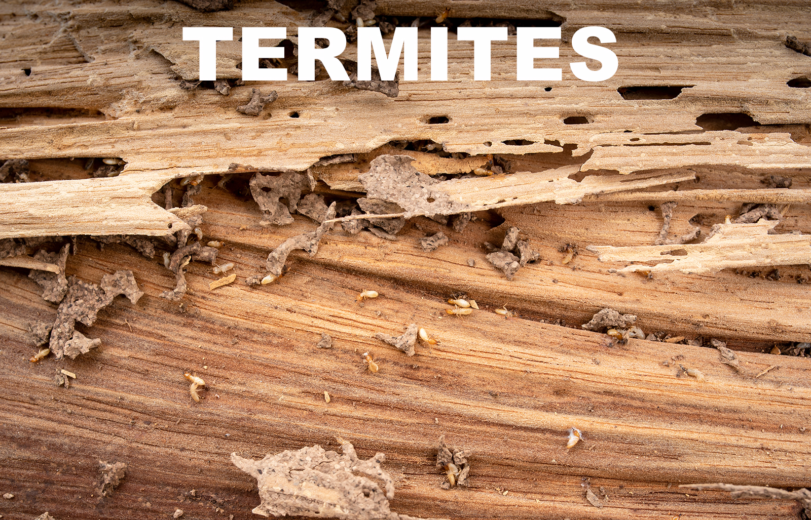 Termite Information | Wood Eating Insects | Killroy Pest Control