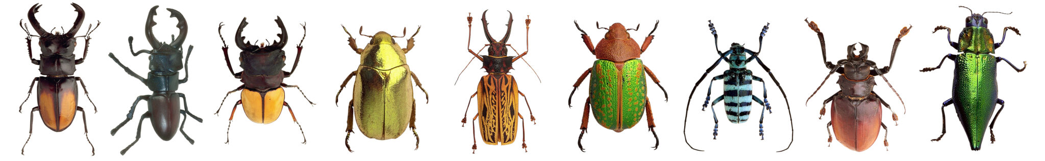 Beetles | Bay Area | Insect Information | Killroy Pest Control