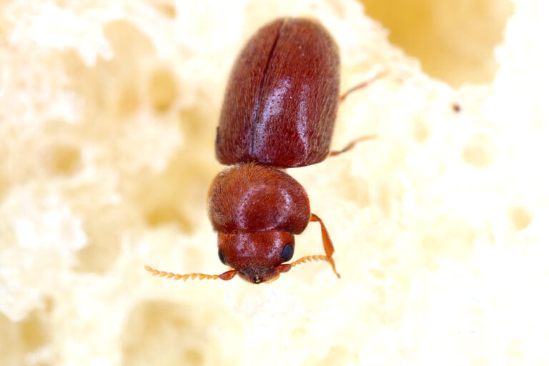 Cigarette Beetles | Pantry Pests | Killroy Pest Control