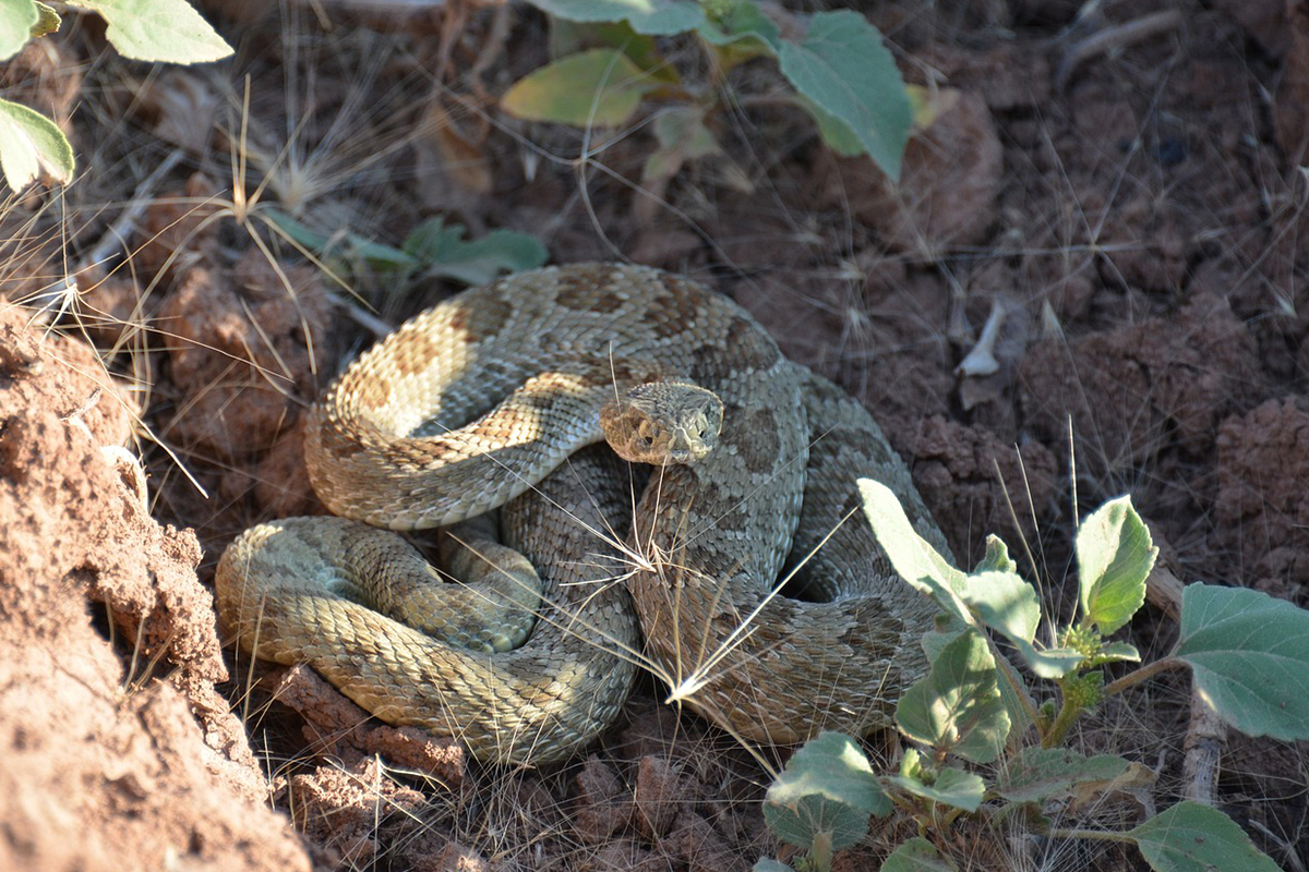 Wild Animal Pest Control Service | San Ramon | Killroy Pest Control