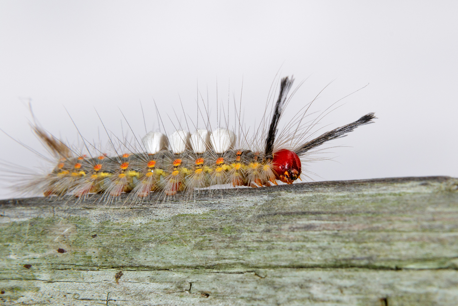 Tussock Moth | Forest and Garden Pests | Killroy Pest Control