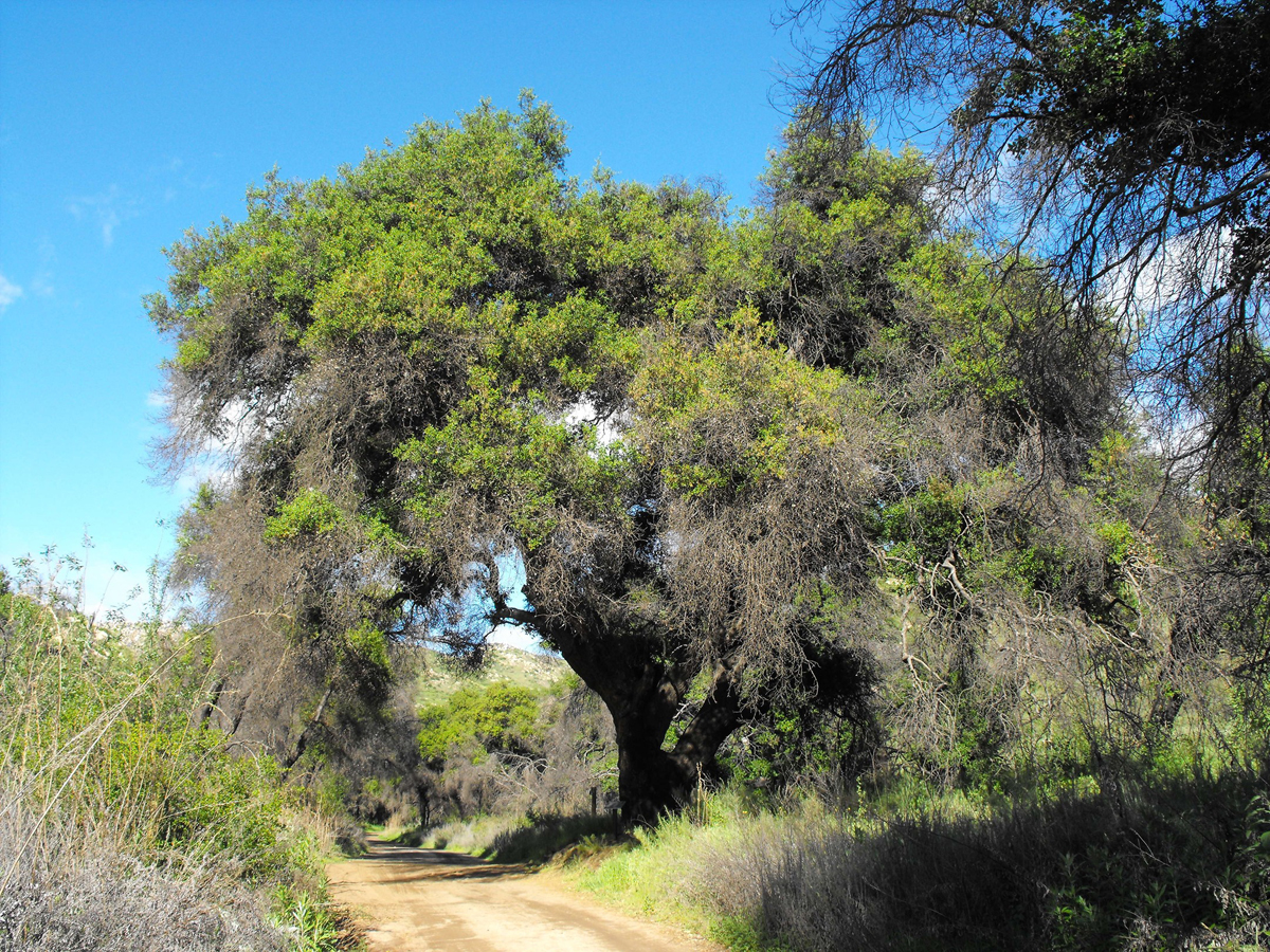 Bay Area Trees | Killroy Pest Control