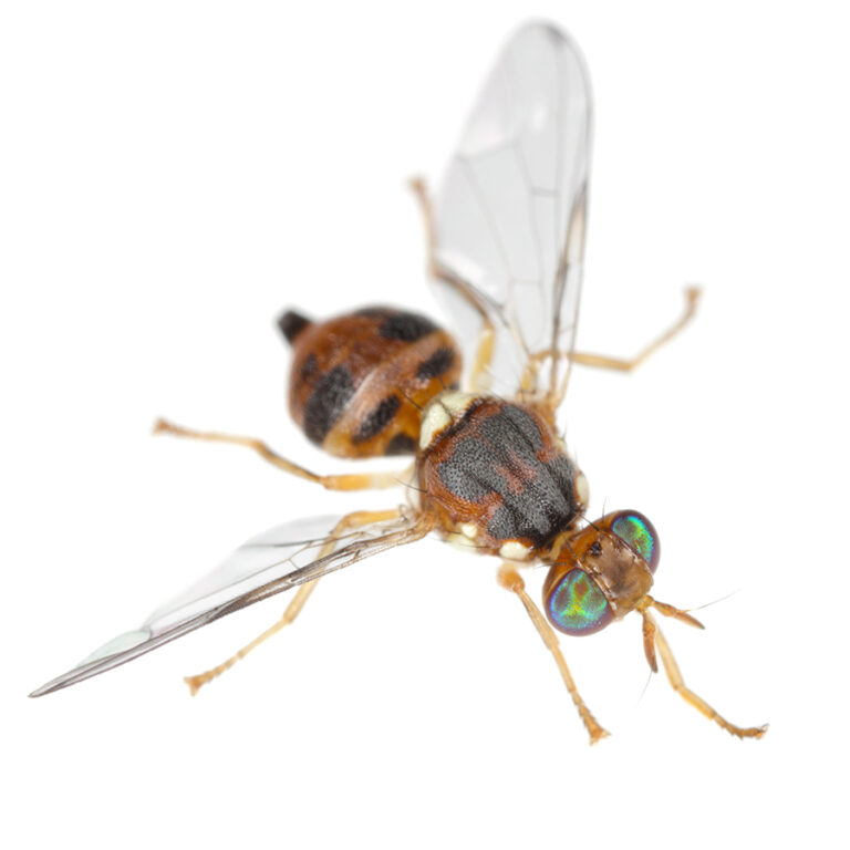 Olive Tree Pests and Diseases in California | Killroy Pest Control