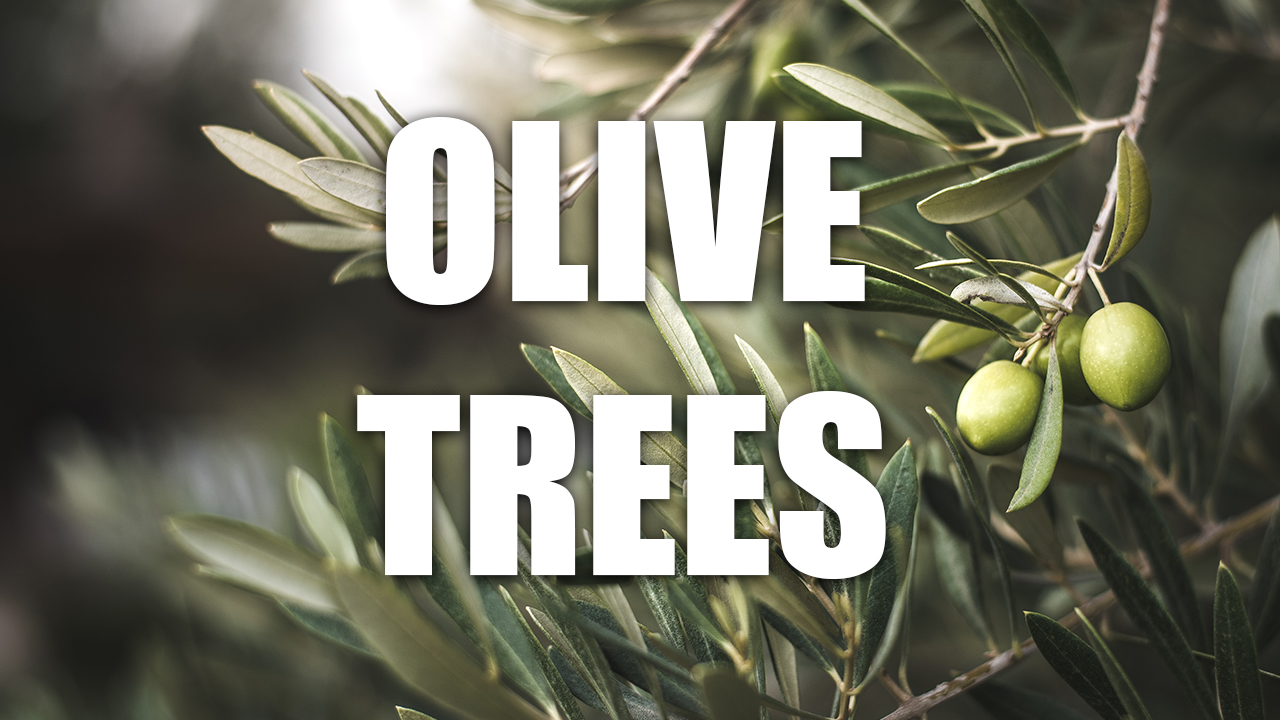 Olive Tree Pests and Diseases in California | Killroy Pest Control
