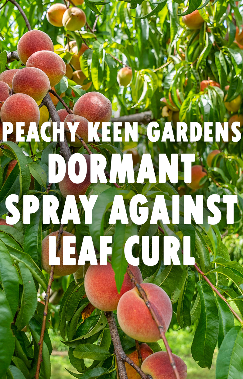 Peachy Keen Gardens: Dormant Spray Against Peach Leaf Curl