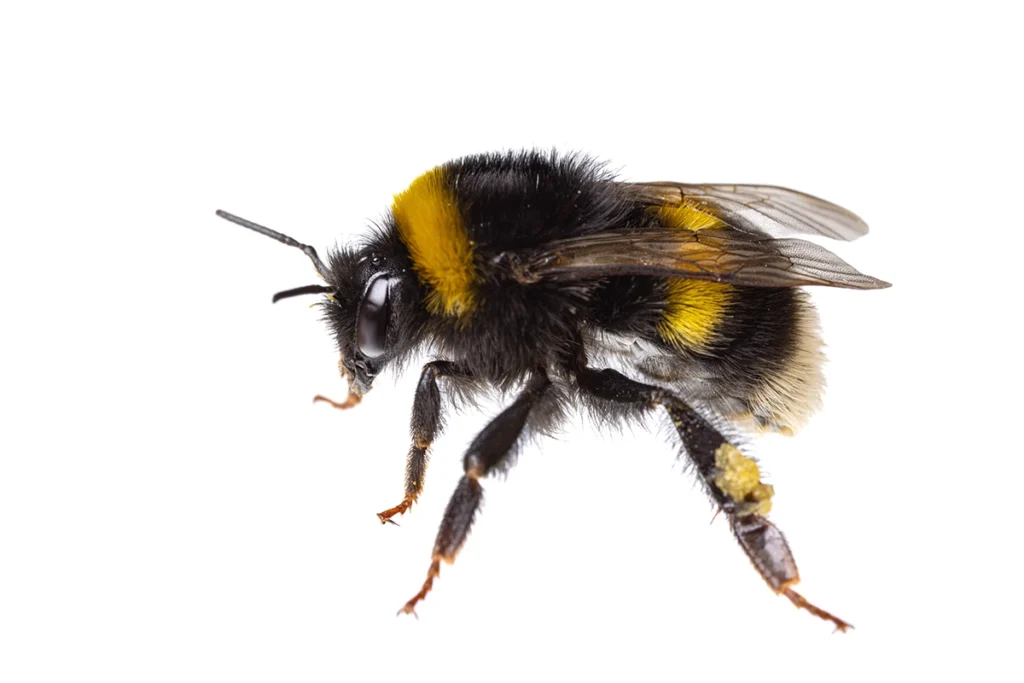 Bumblebees: Nature's Vital Pollinators | Learn Their Characteristics