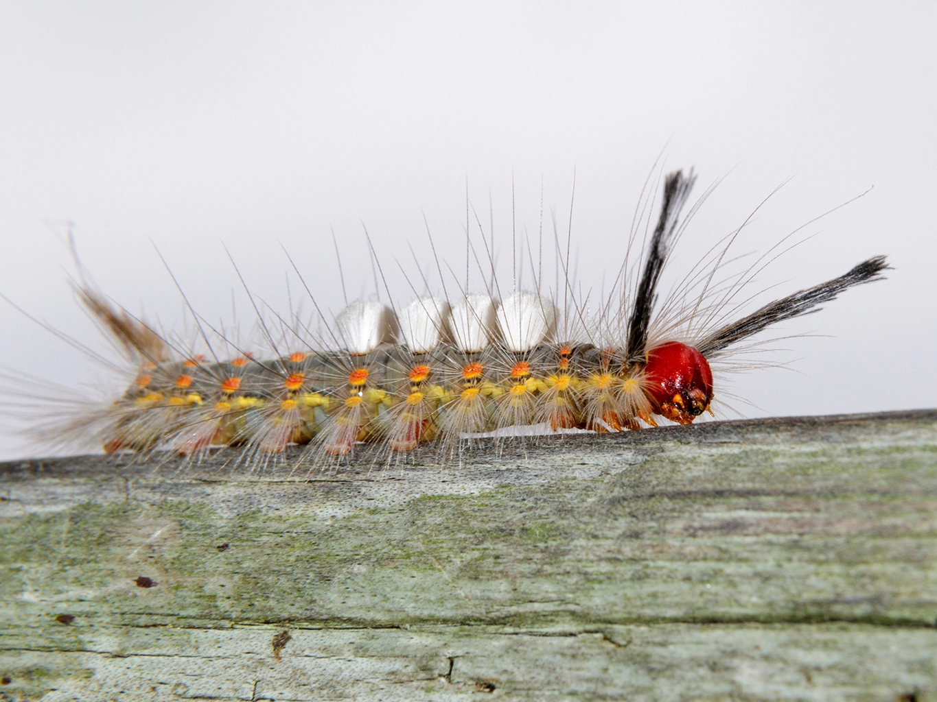 Tussock Moth | Forest and Garden Pests | Killroy Pest Control