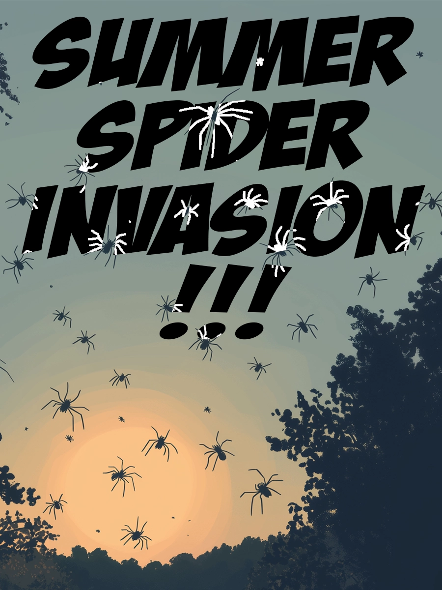 Summer Spider Invasion: Keep Your Bay Area Home Pest-Free